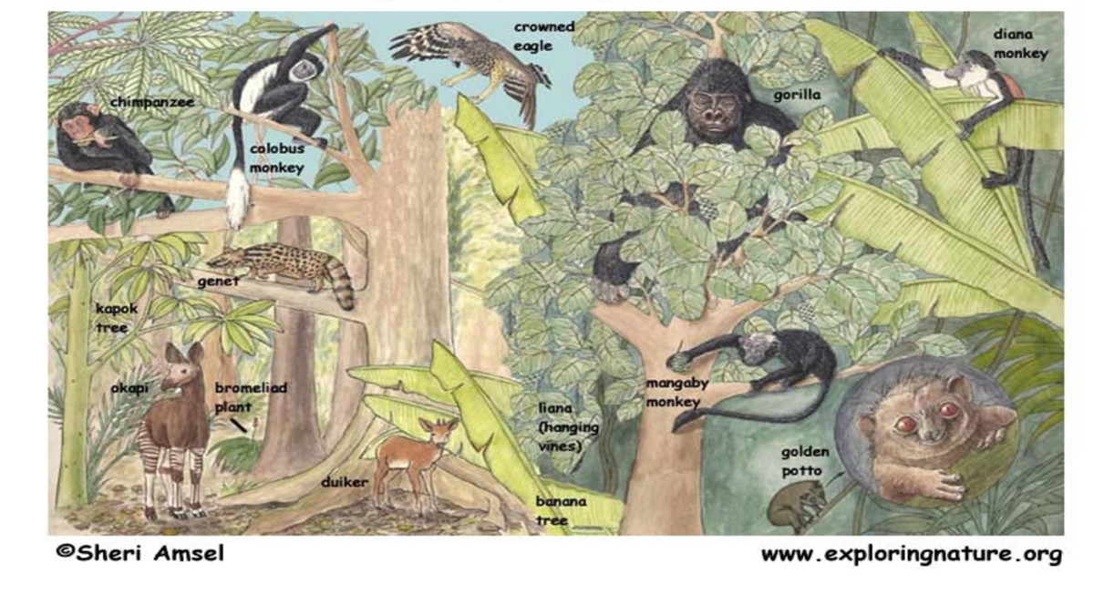 Vegetatia si fauna Africii joc de geografie