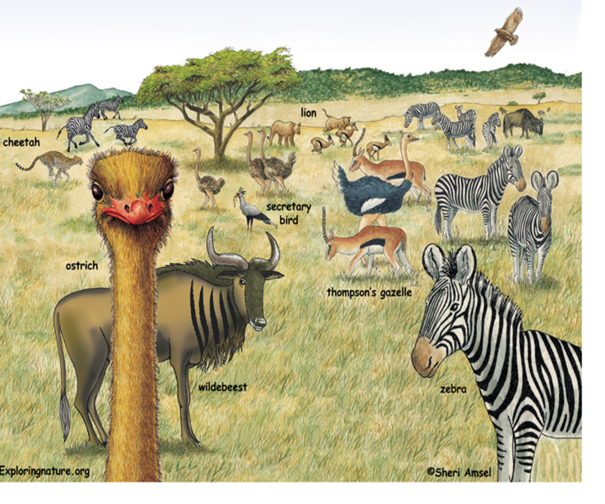 Vegetatia si fauna Africii joc de geografie